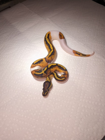 Piebald Het Lavender Albino Ball Python by Quad City Serpents