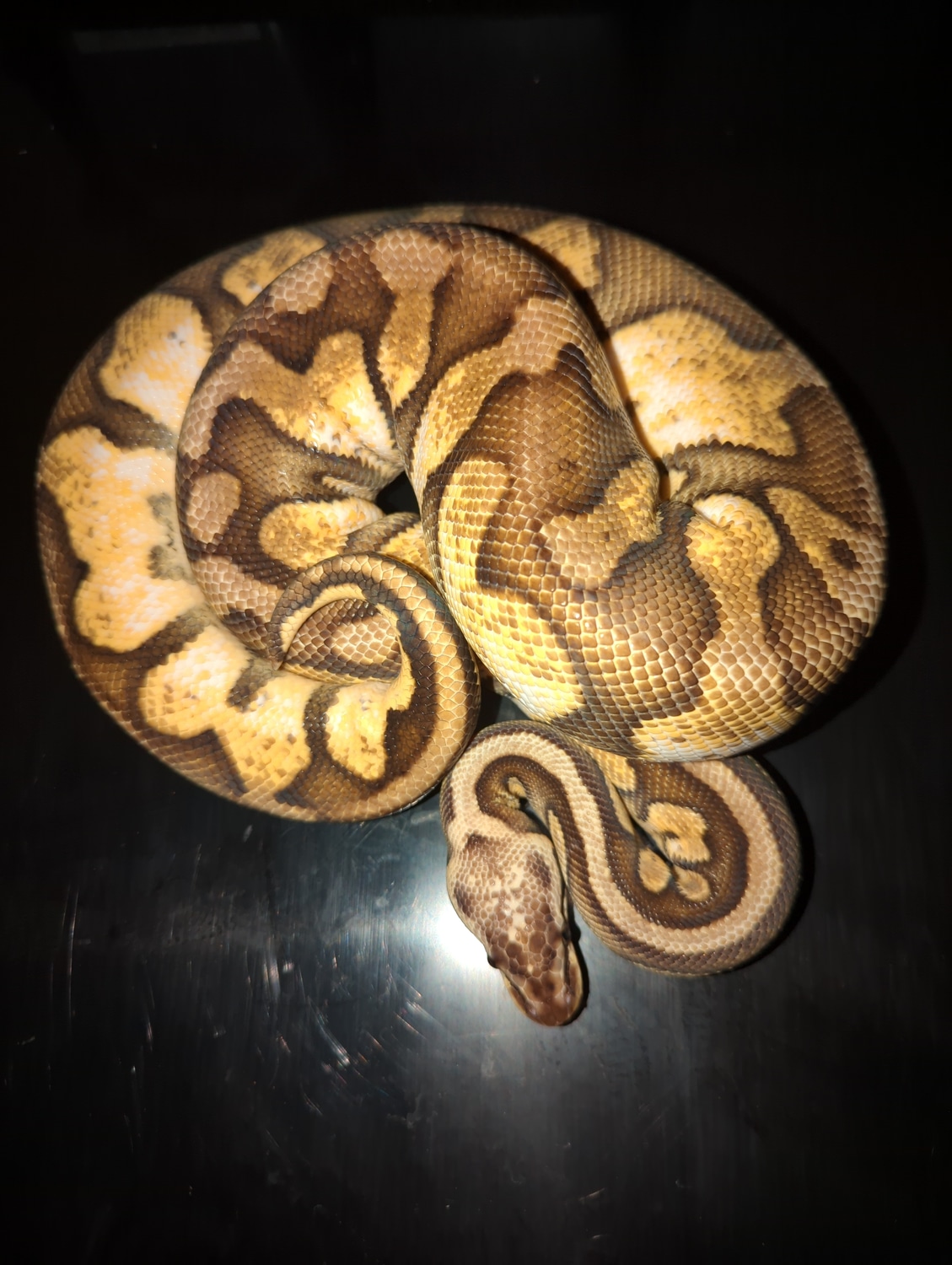 Super Pastel Sugar Ball Python by Quad City Serpents - MorphMarket