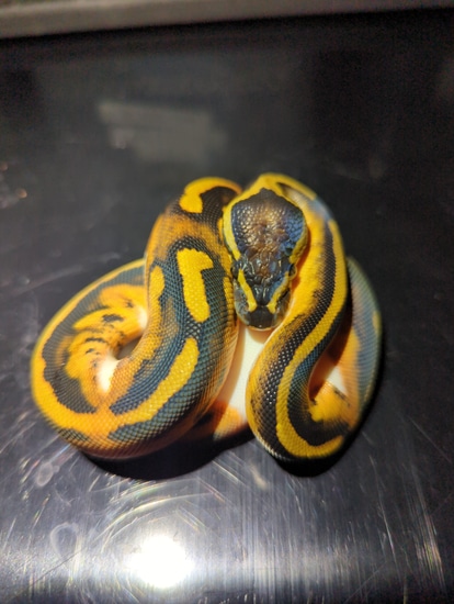 2023 Pied Female Ball Python by Quad City Serpents