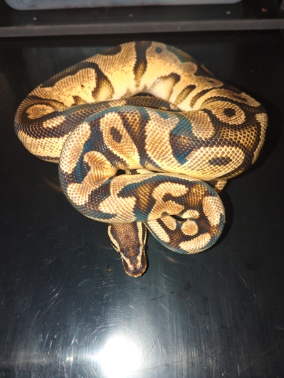 Orange Dream Yellow Belly Het Pied Possible Pastel Ball Python by Quad ...