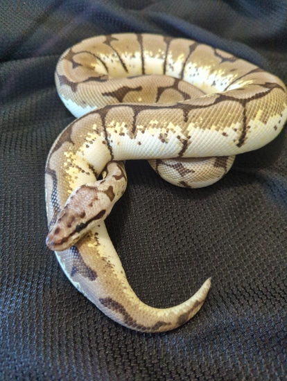 23 Pastel TSK Axanthic Spider Ball Python by Quad City Serpents