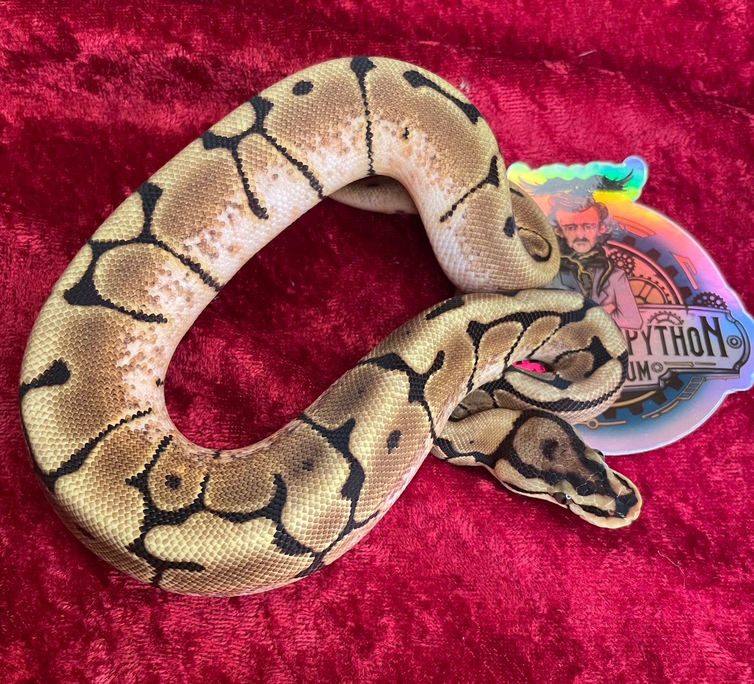 Spider 100% Het Pied Ball Python by Nevermore Python Emporium - MorphMarket