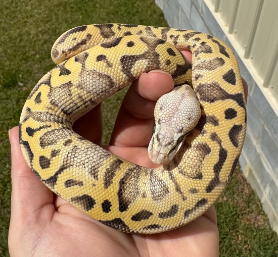 Leopard Firefly Desert Ghost 100% Het Clown Ball Python by Nevermore ...
