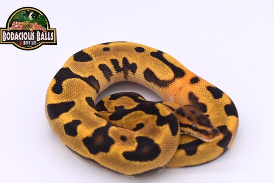 High Intense Orange Dream Fire Leopard Yellowbelly Ball Python by ...