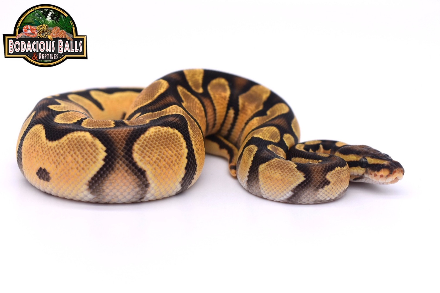 High Intense Orange Dream Fire Ball Python by Bodacious Balls ...