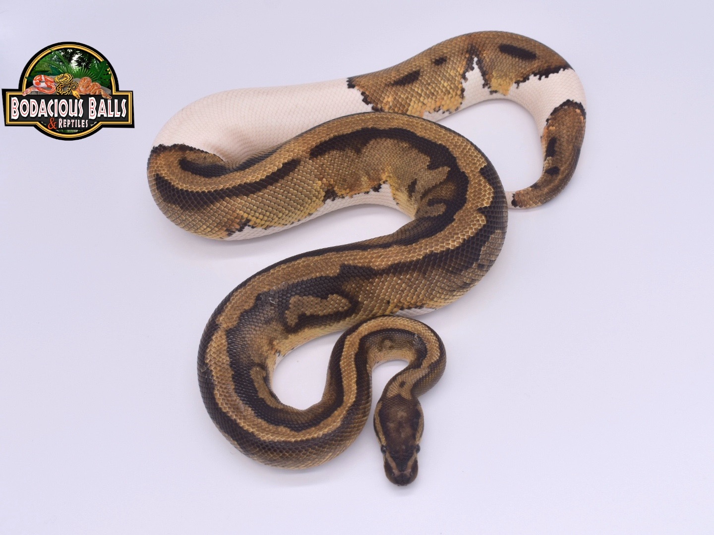 Pied 100% Het Clown Ball Python by Bodacious Balls & Reptiles - MorphMarket