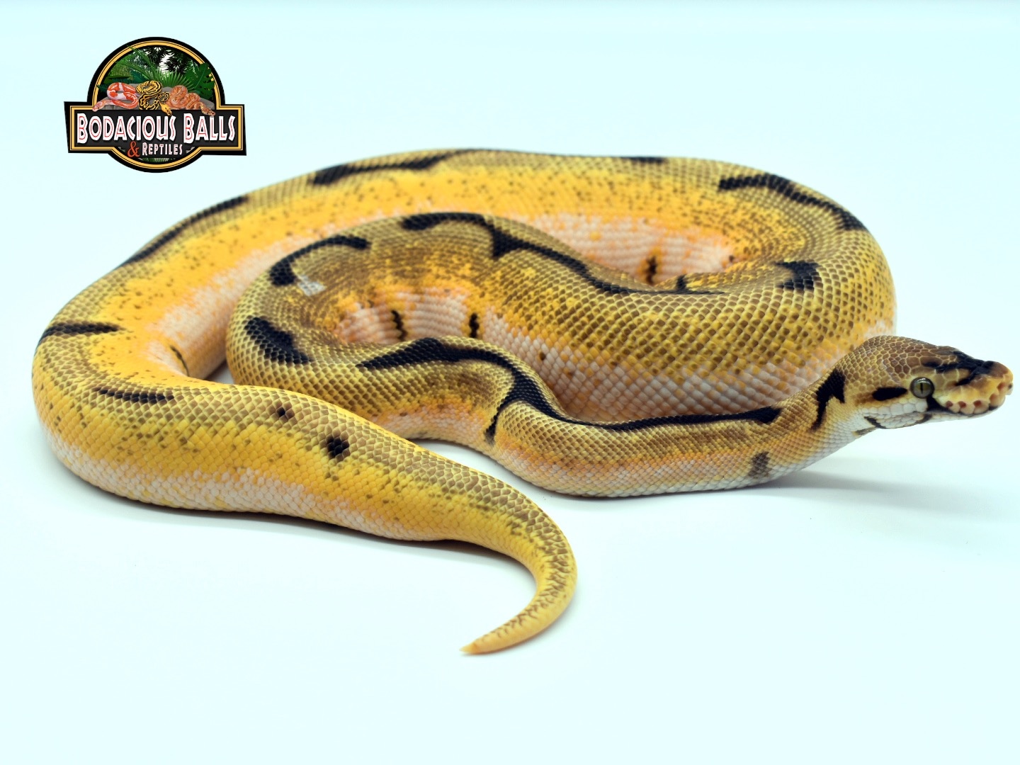 High Intense Super Orange Dream Spider Yellowbelly Leopard Ball Python ...