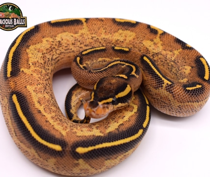 Orange Dream Enchi Butter Asphalt/Yellow Belly Ball Python by Bodacious ...