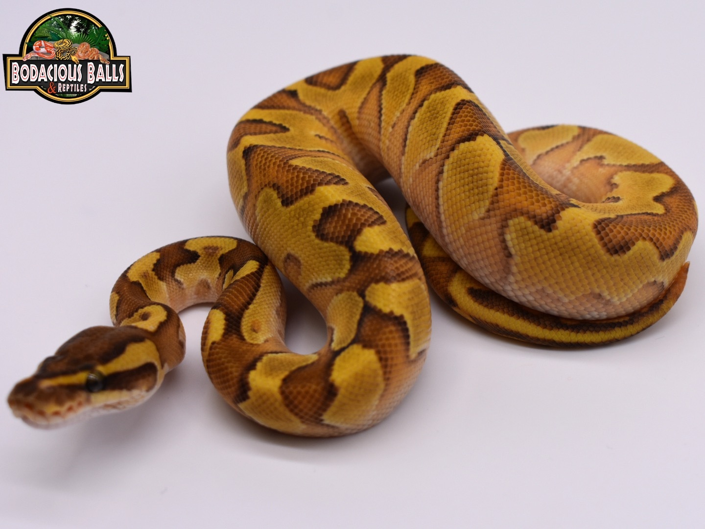 Orange Dream Enchi Butter Asphalt/Yellow Belly Ball Python by Bodacious ...