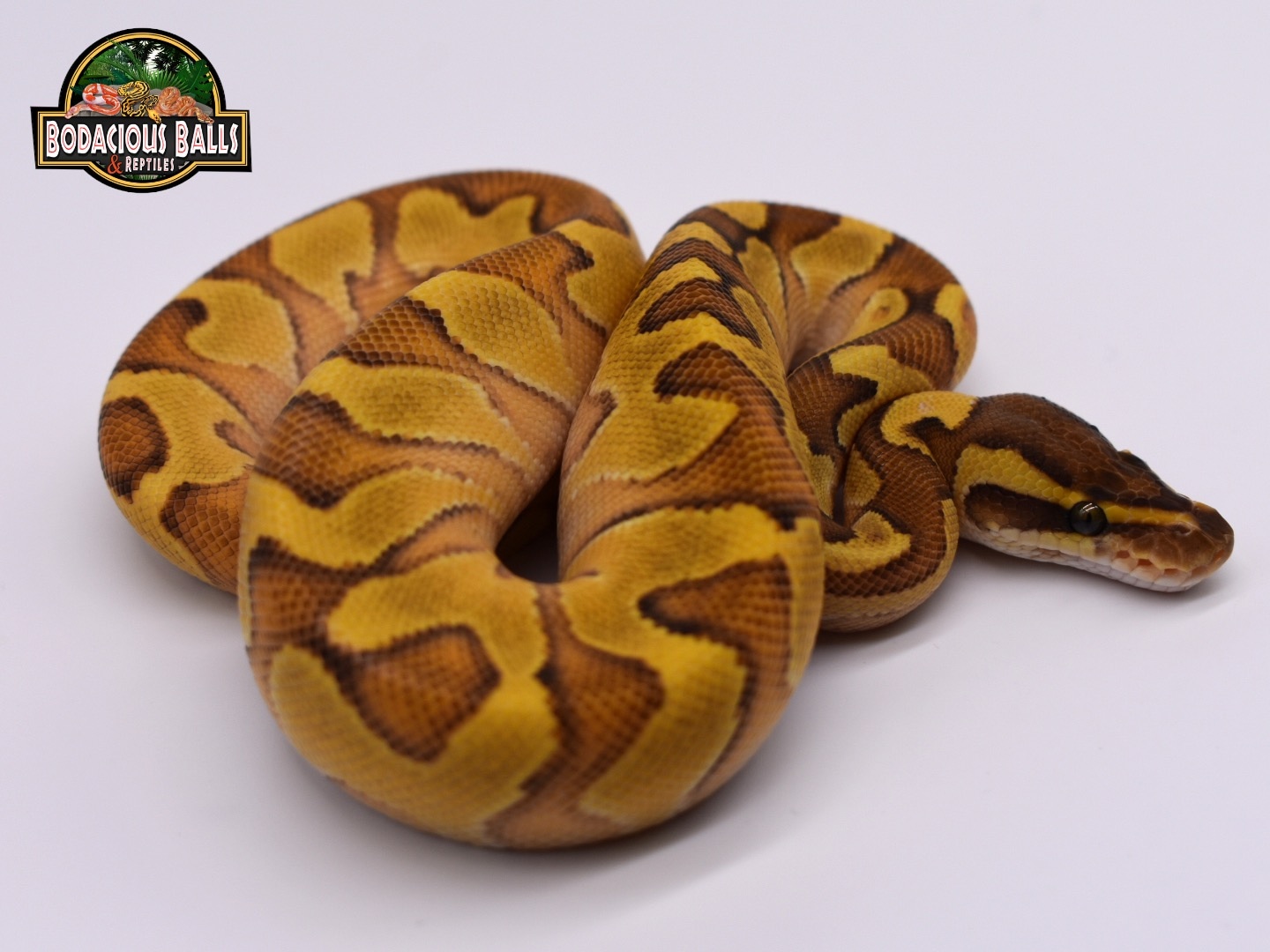 Orange Dream Enchi Butter Asphalt/Yellow Belly Ball Python by Bodacious ...