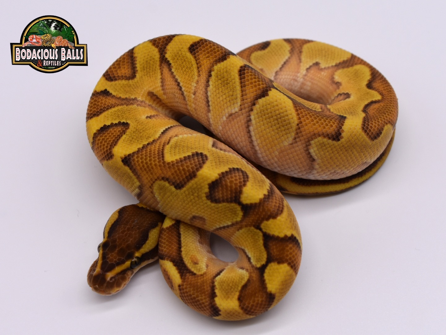 Orange Dream Enchi Butter Asphalt/Yellow Belly Ball Python by Bodacious ...