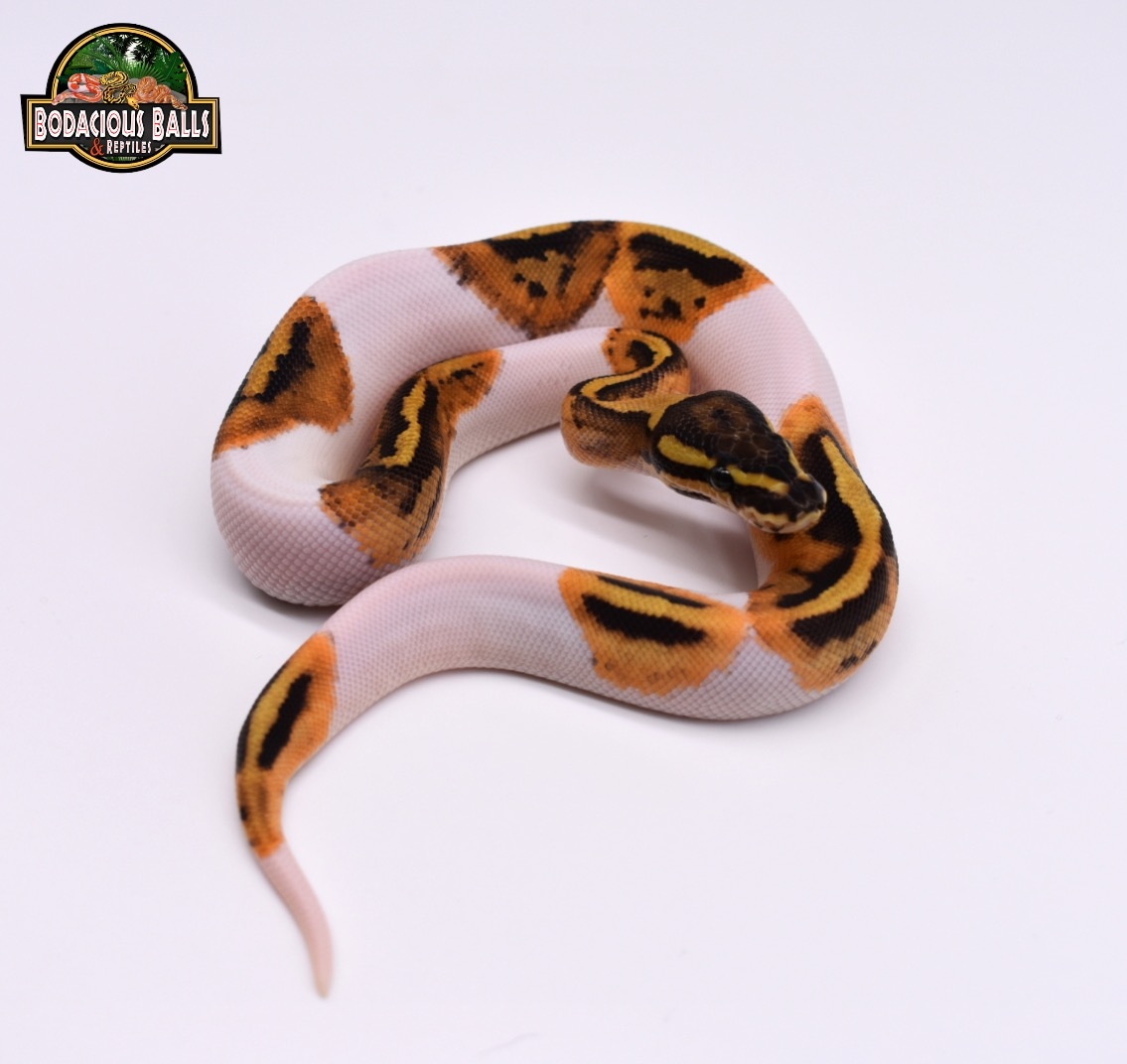 Orange Dream Fire Pied Gene-x Ball Python by Bodacious Balls & Reptiles ...