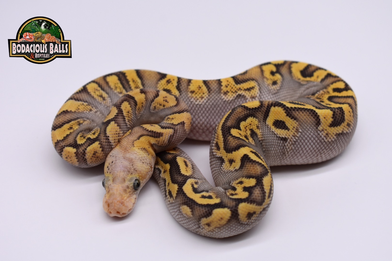 Ghi Mojave Pastel Clown Ball Python by Bodacious Balls & Reptiles - MorphMarket