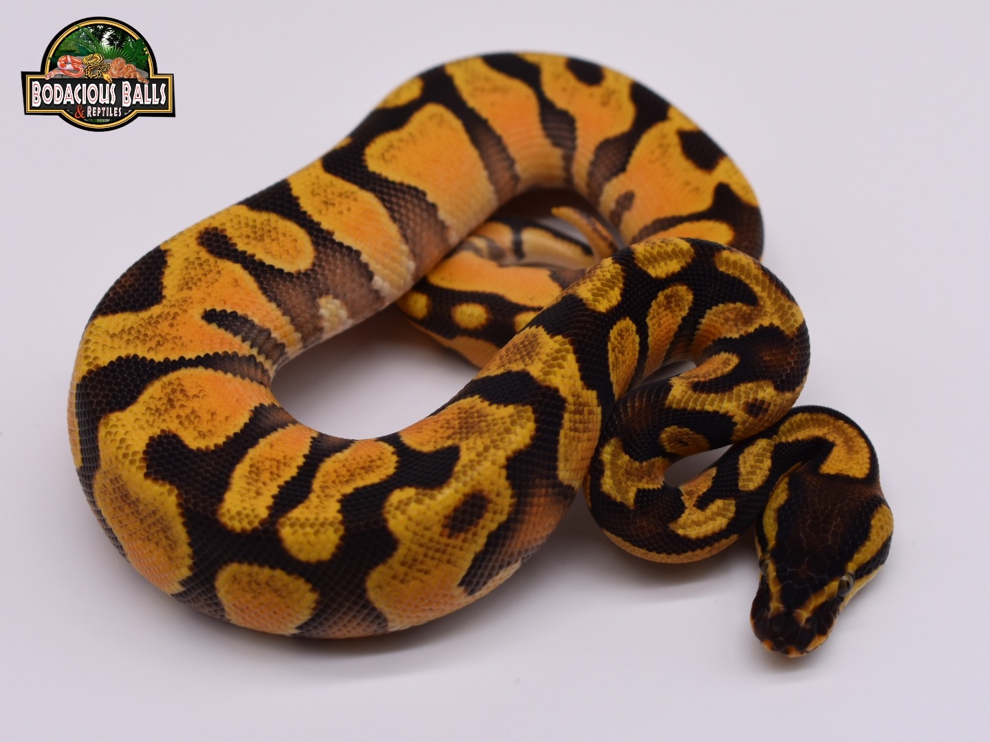 Orange Dream Enchi Asphalt/Yellowbelly Ball Python by Bodacious Balls ...