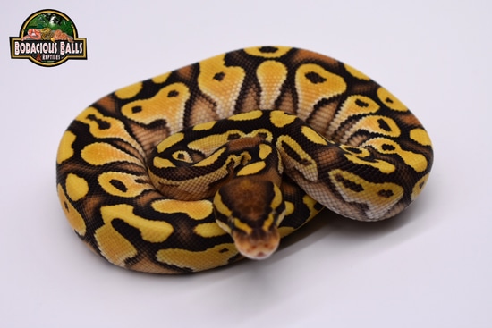 Orange Dream Butter Asphalt/Yellowbelly Ball Python by Bodacious Balls ...