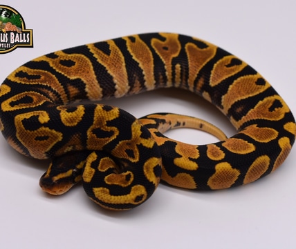 Orange Dream Enchi Butter Asphalt/Yellow Belly Ball Python by Bodacious ...