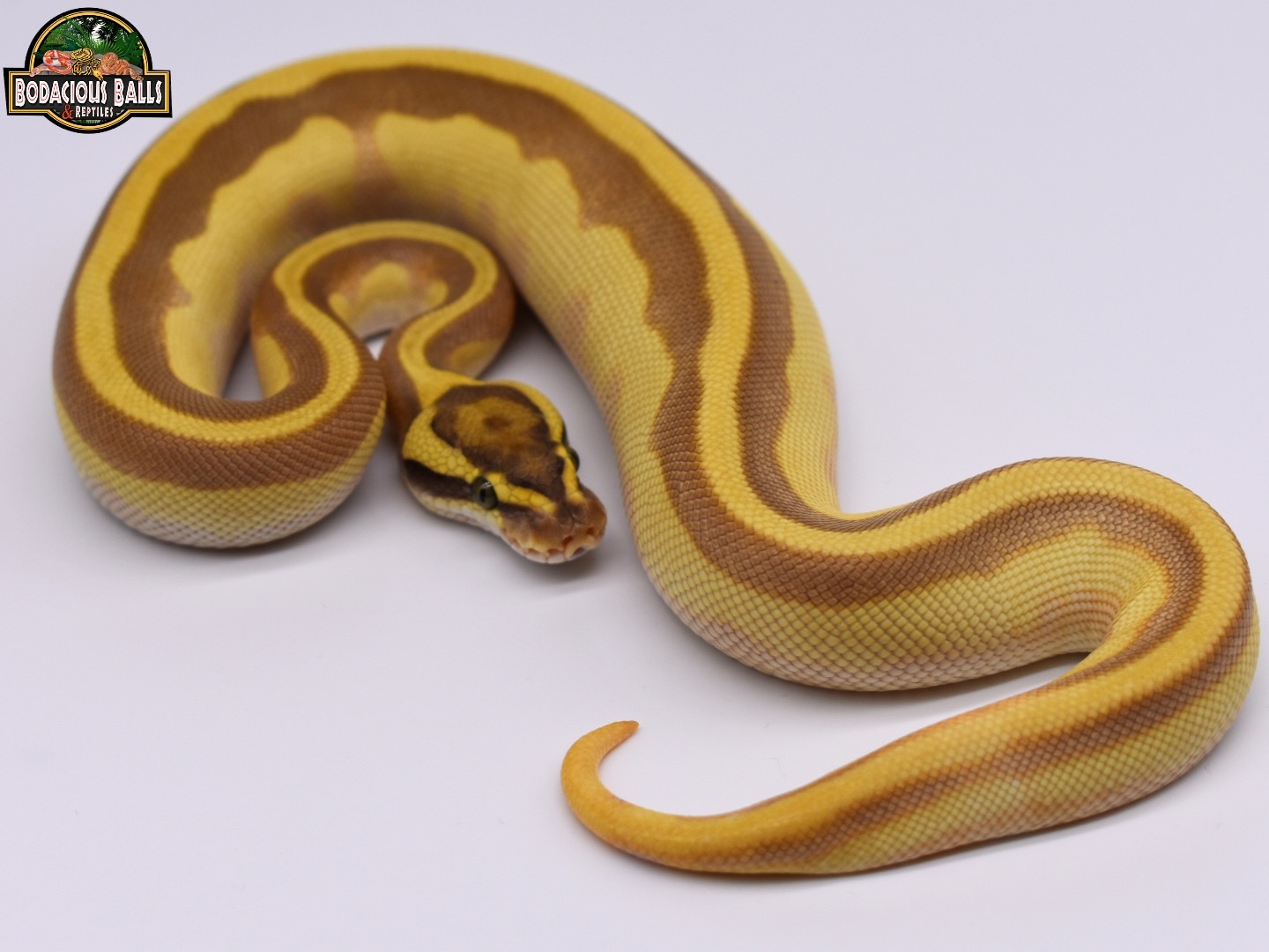 Orange Dream Leopard Fire Enchi Lesser POS YB Ball Python by Bodacious ...
