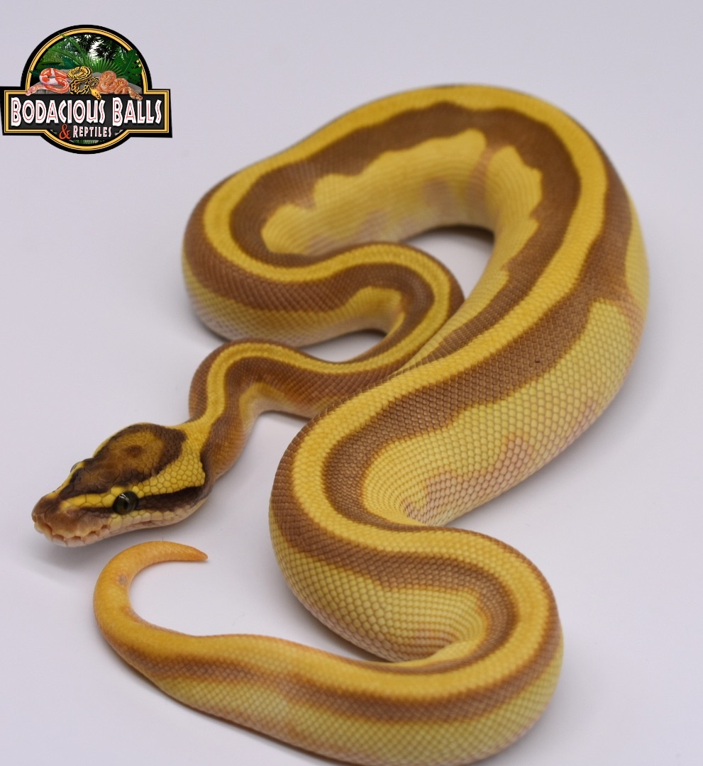 Orange Dream Leopard Fire Enchi Lesser Pastel POS YB Ball Python by ...