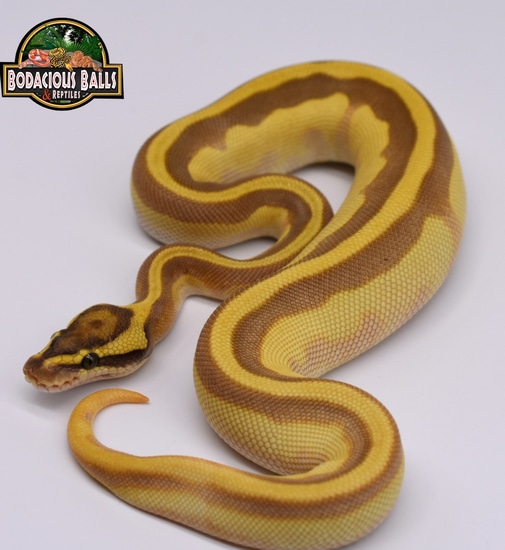Orange Dream Leopard Fire Enchi Lesser Pastel POS YB Ball Python by ...
