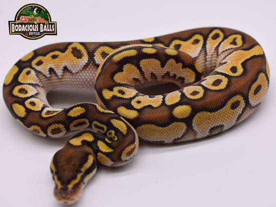 Orange Dream Butter Ball Python by Bodacious Balls & Reptiles