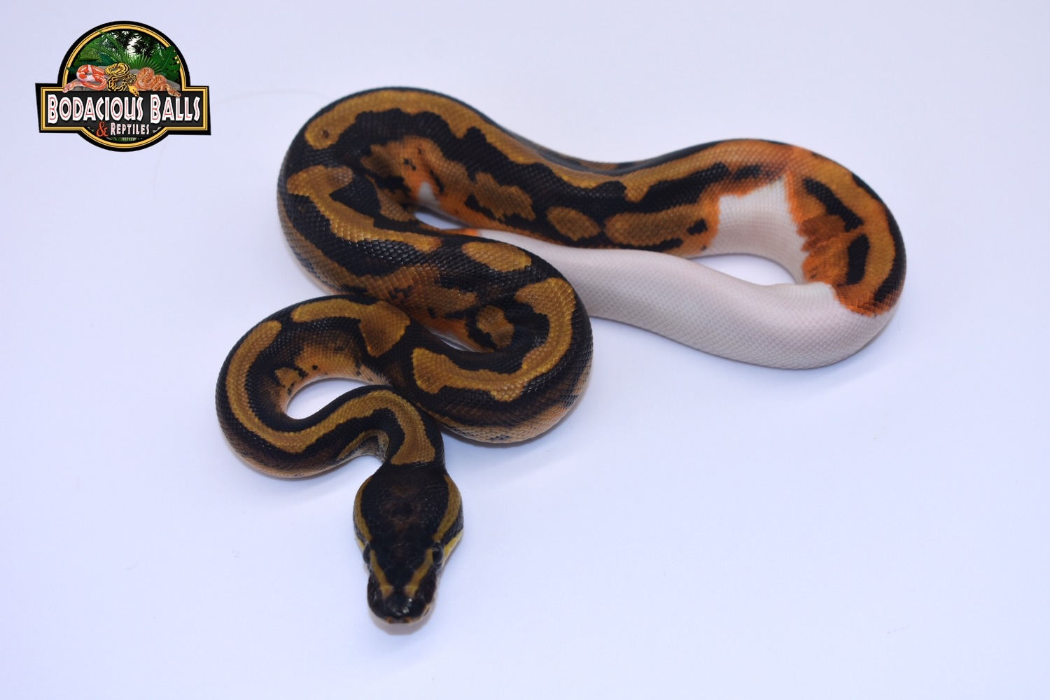 Pied 66% Het Candy/Albino Ball Python by Bodacious Balls & Reptiles ...