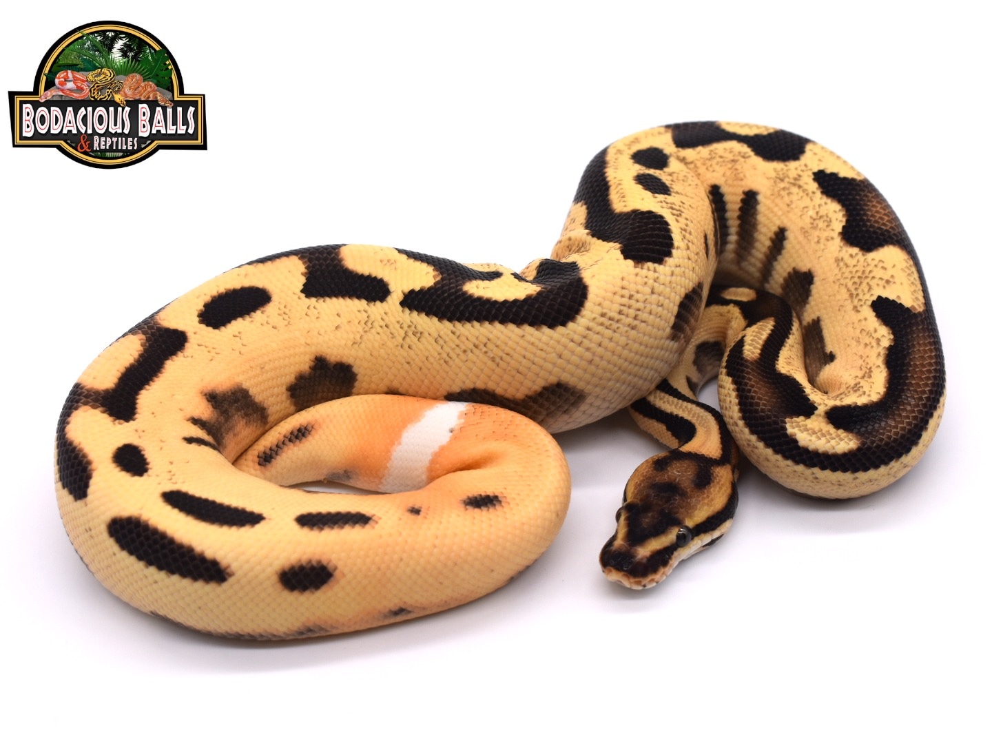 High Intensity Super Orange Dream Fire Leopard Yellowbelly Ball Python ...