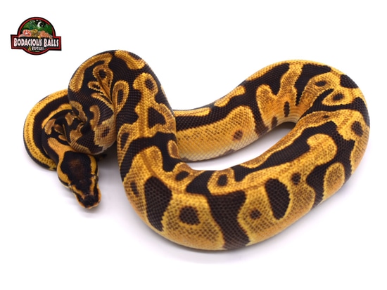 Orange Dream Enchi Leopard Yellowbelly Ball Python by Bodacious Balls ...