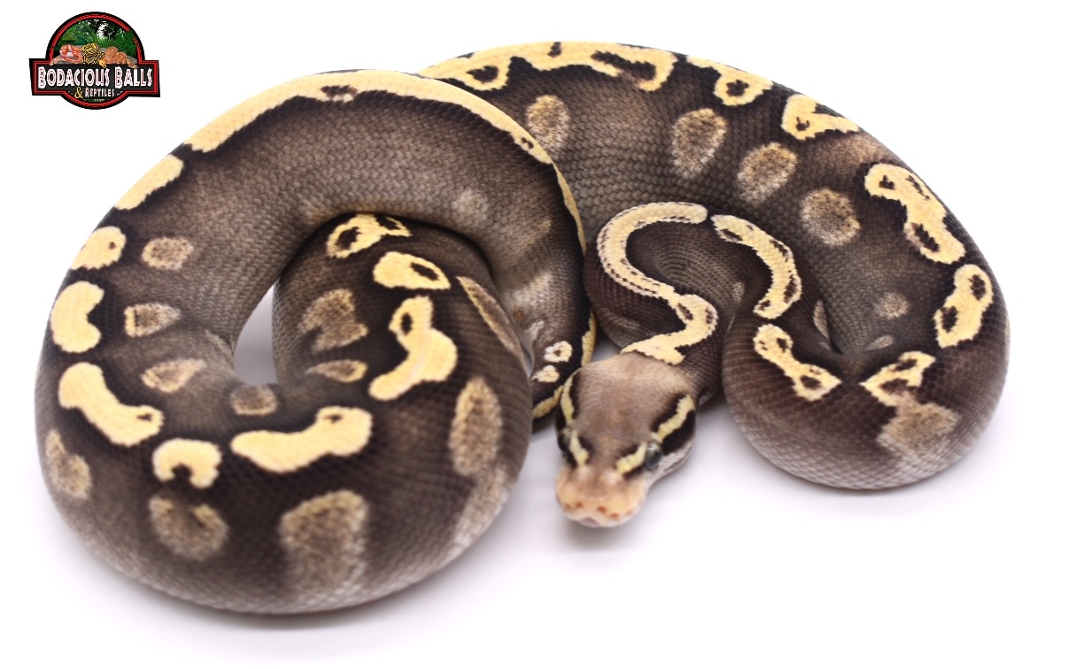 Ghi Mojave Pastel 100% Het Clown Ball Python by Bodacious Balls ...