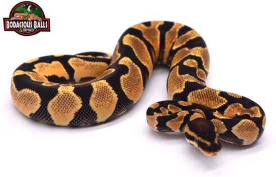 Orange Dream Yellowbelly 66% DBL Het Pied,Lavender Albino Ball Python ...