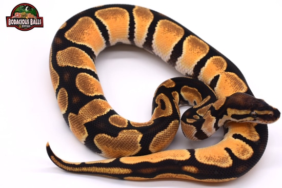 Orange Dream Yellowbelly 66% DBL Het Pied, Lavender Albino Ball Python ...