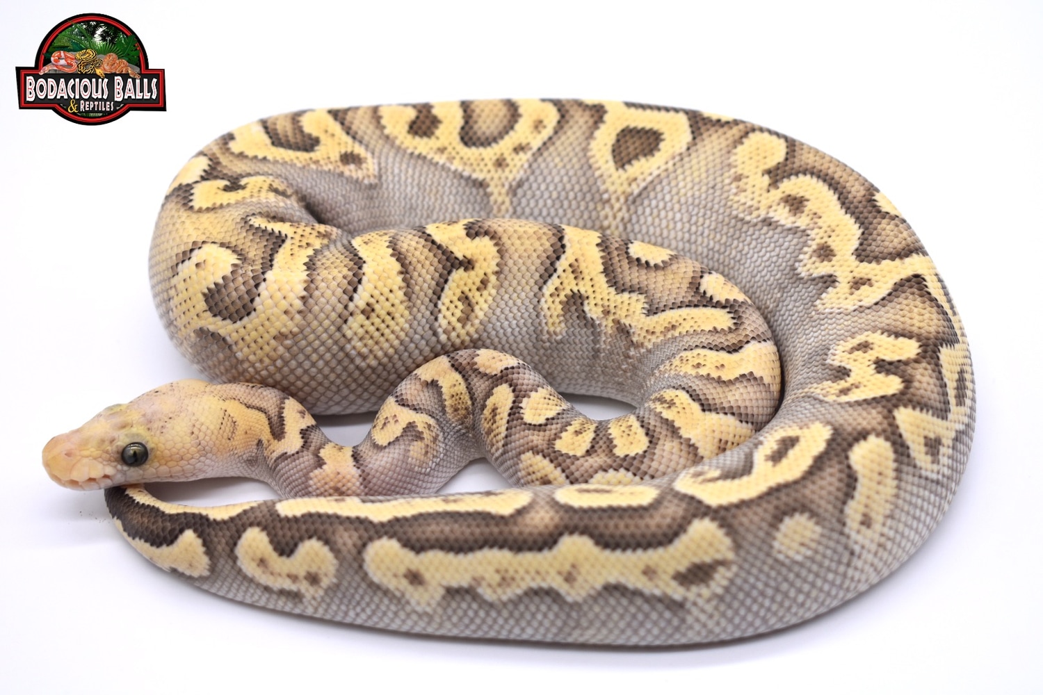 Ghi Mojave Pastel Clown Ball Python by Bodacious Balls & Reptiles ...