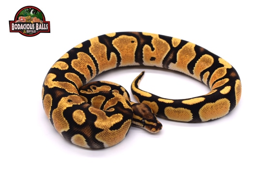 Orange Dream Vanilla Yellowbelly Ball Python by Bodacious Balls & Reptiles