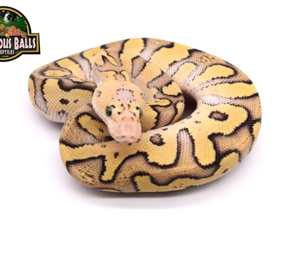 GeneX HI OD FIRE YELLOWBELLY PIED Ball Python by Bodacious Balls ...