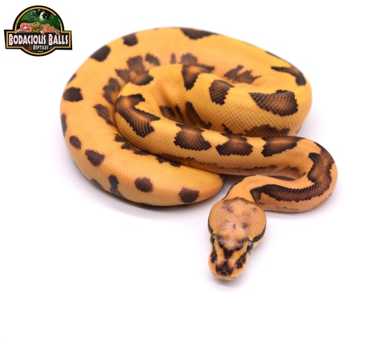 Hi Od Fire Vanilla Leopard Yellowbelly Ball Python by Bodacious Balls & Reptiles