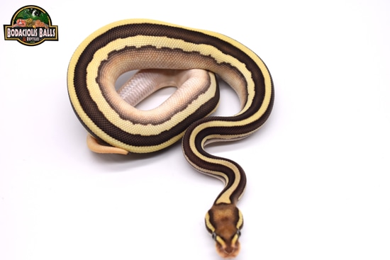 Orange Dream Fire Leopard Butter 66% Pos Dbl Het Clown/pied Ball Python ...