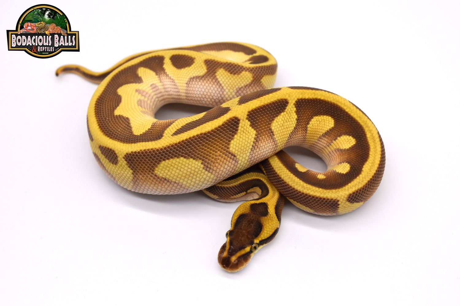 Orange Dream Fire Enchi Butter 66 % Pos Dbl Het Clown/pied Ball Python ...