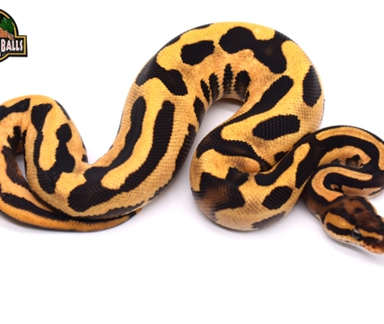 Orange Dream Yellowbelly Dreamsicle Ball Python by Bodacious Balls ...