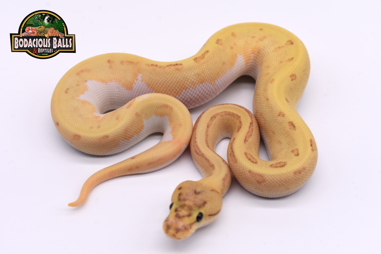 Disco Enchi Fire Pinstripe Ball Python by Bodacious Balls & Reptiles ...