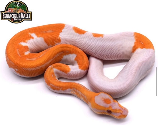 Super Orange Dream Yellowbelly Dreamsicle Ball Python by Bodacious ...