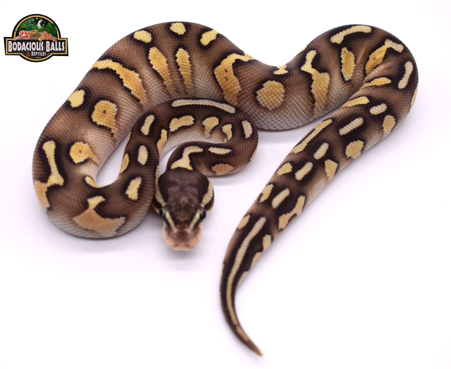 Pair Of Triple Hets, Hypo,desert Ghost, Ultramel Project!! Ball Python ...