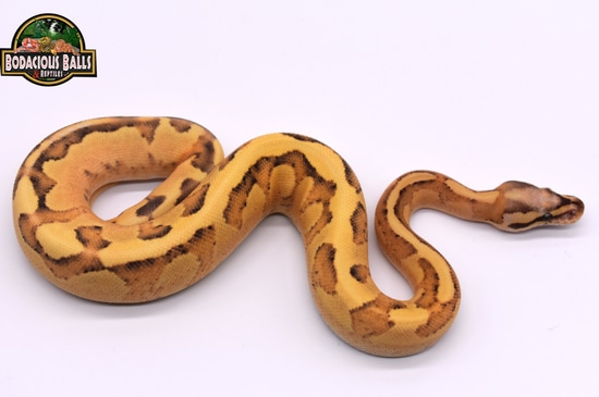Hi Orange Dream Vanilla Fire Yellowbelly Ball Python by Bodacious Balls ...