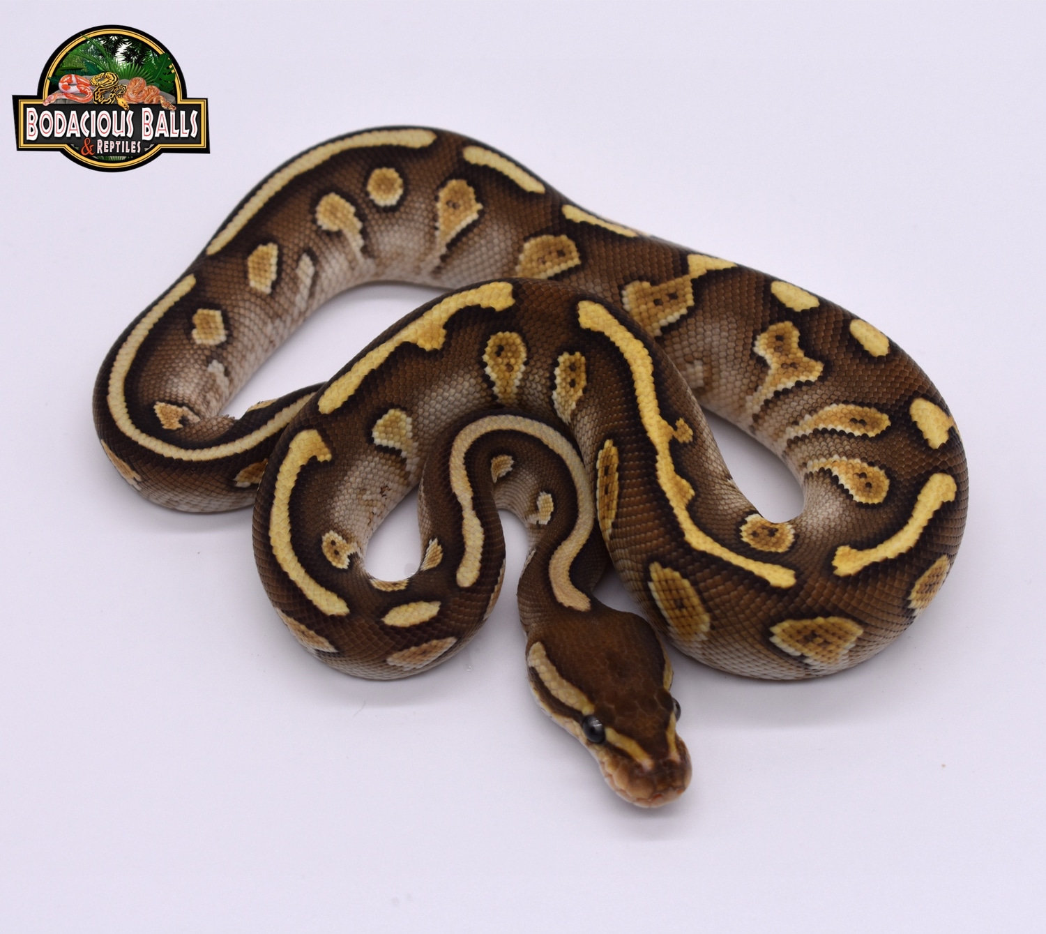 Chocolate Lesser Yellowbelly 66% Het Hypo 50% DBL Het Ultramel Desert Ghost Ball Python by ...