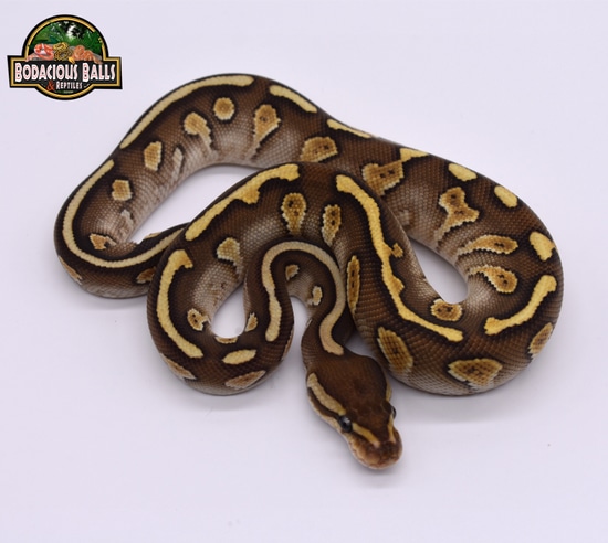 Chocolate Lesser Yellowbelly 66% Het Hypo 50% DBL Het Ultramel Desert ...