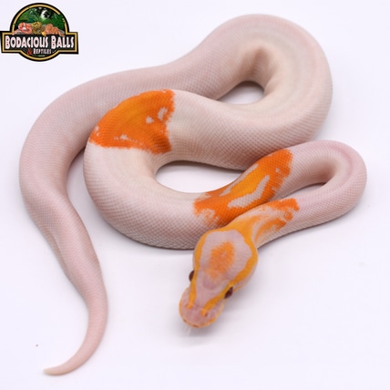 Bodacious Balls & Reptiles - MorphMarket