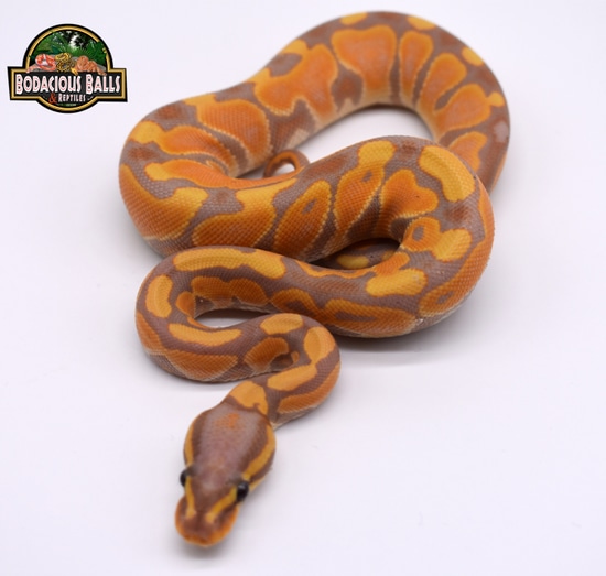 Banana Fire Pastel 66% Het Puzzle Ball Python by Bodacious Balls & Reptiles