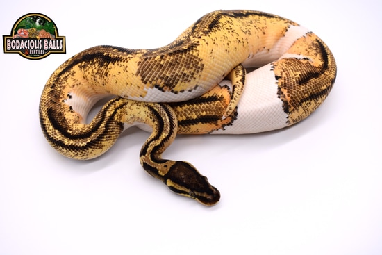 Rtb High Intensity Orange Dream Leopard Pastel Pied 50% Het Clown Ball ...