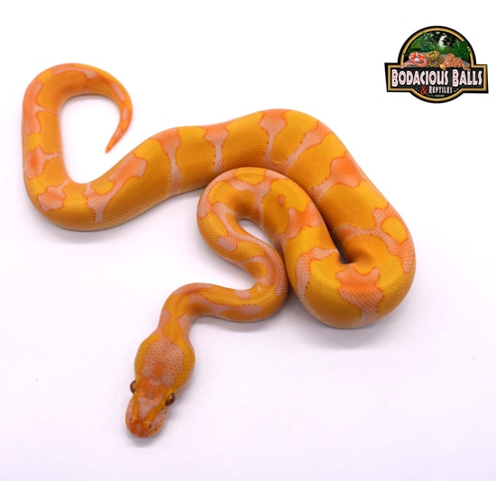 High Intensity Orange Dream Enchi Yellowbelly Pastel Lavender 66% Het ...