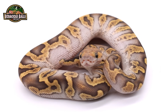Ghi Mojave Fire Clown (Pos Lace?) Ball Python by Bodacious Balls & Reptiles