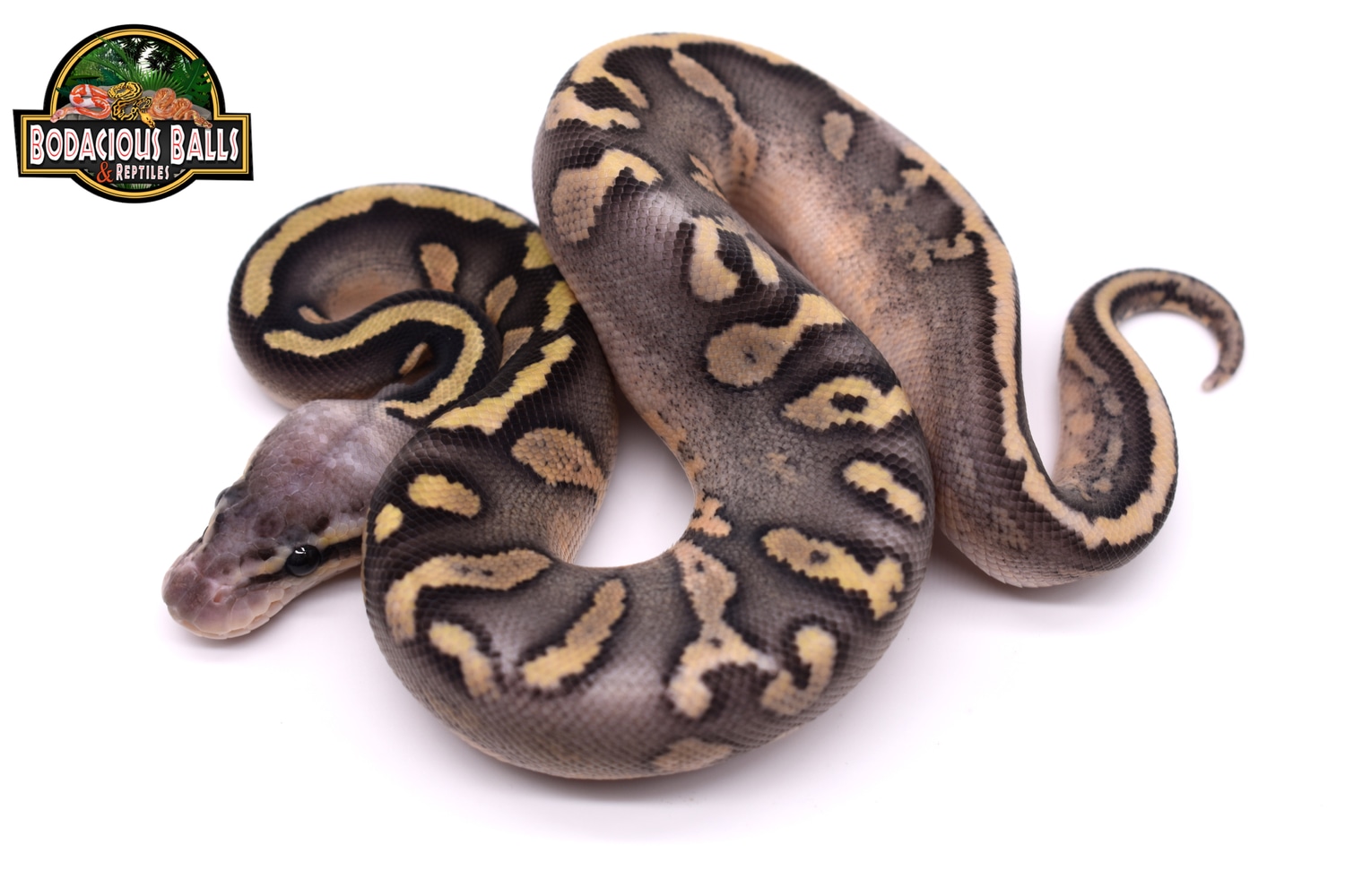 SUPER PASTEL CHOCOLATE MAHOGANY 100% Het Pied 50% HET DESERT GHOST Ball ...