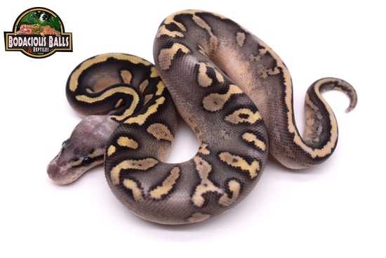SUPER PASTEL CHOCOLATE MAHOGANY 100% Het Pied 50% HET DESERT GHOST Ball ...